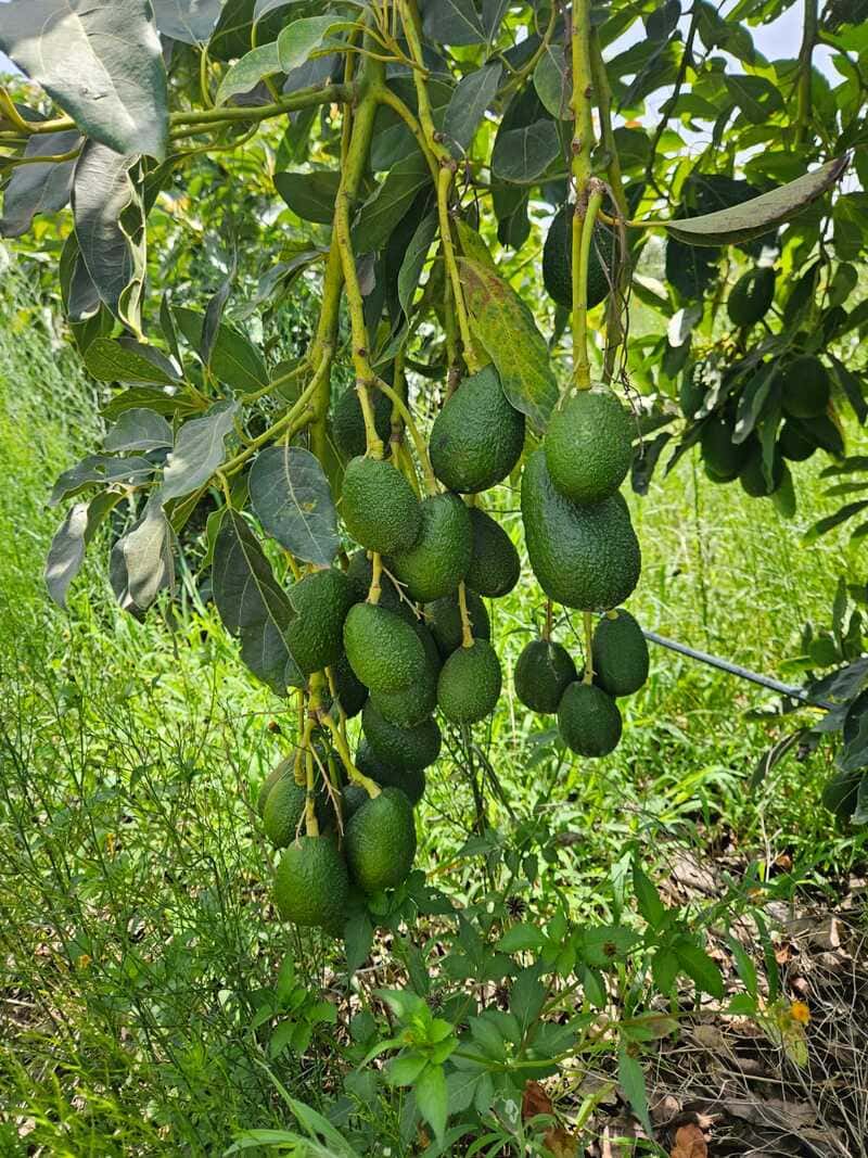 Avocados from Morocco: The Secret to Premium Quality & Taste - FruitsForYou